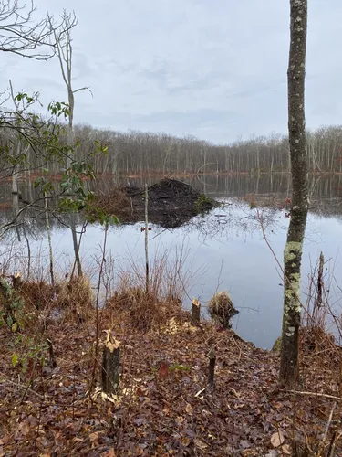 10 Best Easy Trails in Cockaponset State Forest | AllTrails