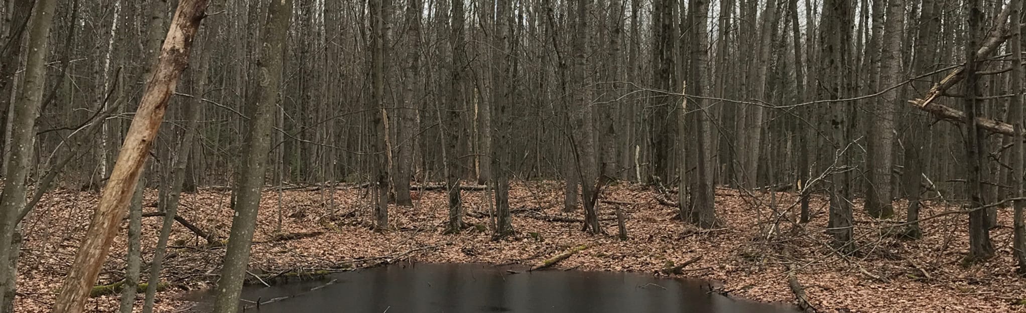 Big Mud Lake Trail: 16 Reviews, Map - Michigan | AllTrails