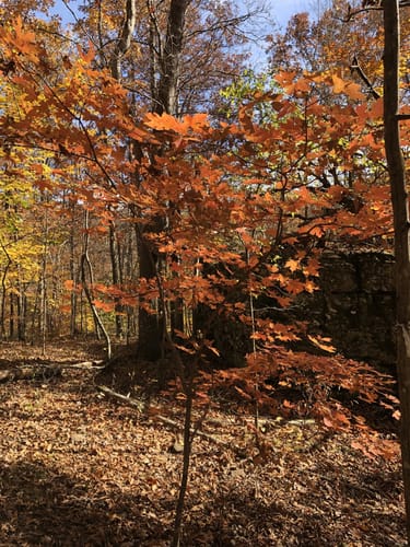 Best Hikes and Trails in Wilderness Rider Buffalo Ranch | AllTrails