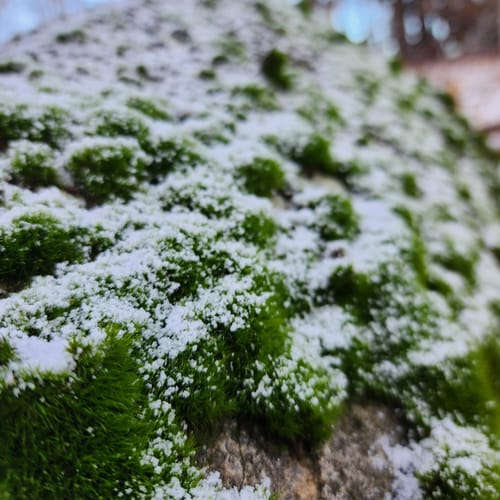 Best Hikes and Trails in Offield Family Working Forest Reserve | AllTrails