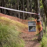 Palm Jungle Loop Track, New South Wales, Australia - 339 Reviews, Map ...