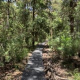 Palm Jungle Loop Track, New South Wales, Australia - 339 Reviews, Map ...