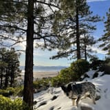 Ophir Creek Trail, Nevada - 222 Reviews, Map | AllTrails