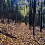 Tioga West Rim Trail, Pennsylvania - 522 Reviews, Map | AllTrails