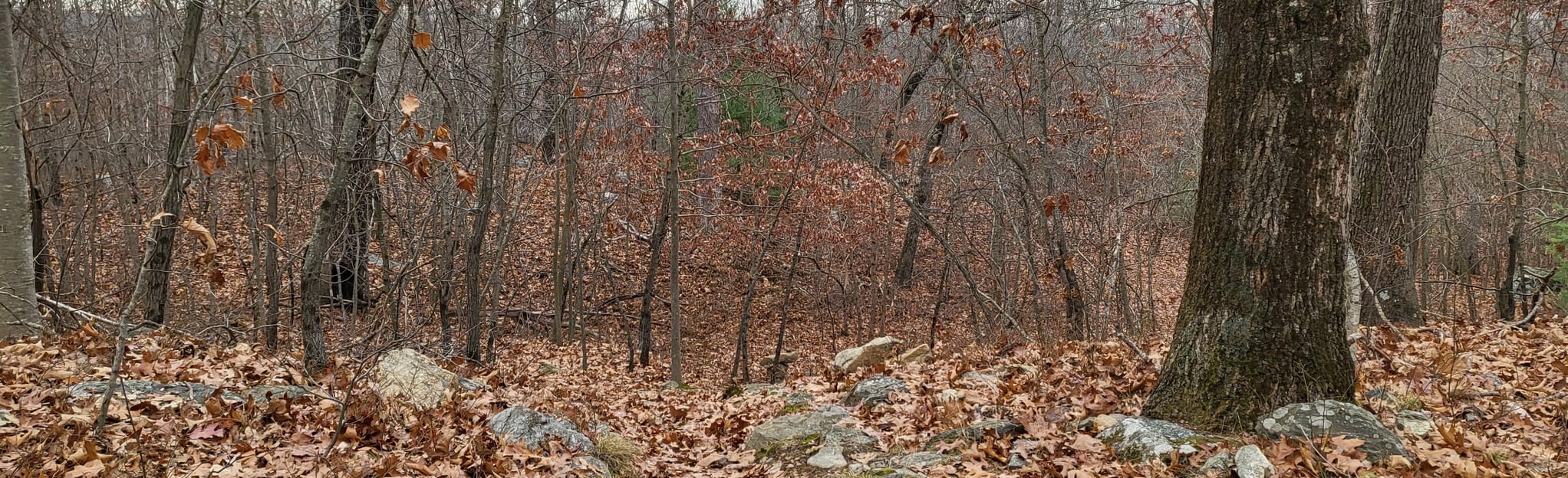 Perkins Farm Trail: 59 Reviews, Map - Massachusetts | AllTrails