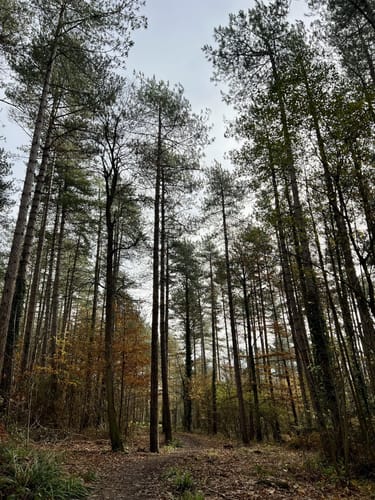 Best Hikes and Trails in Parkhurst Forest | AllTrails