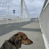 Bay Bridge Trail, California - 729 Reviews, Map | AllTrails