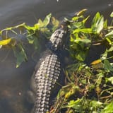 Largo Nature Preserve Loop, Florida - 402 Reviews, Map | AllTrails