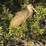 Largo Nature Preserve Loop, Florida - 402 Reviews, Map | AllTrails