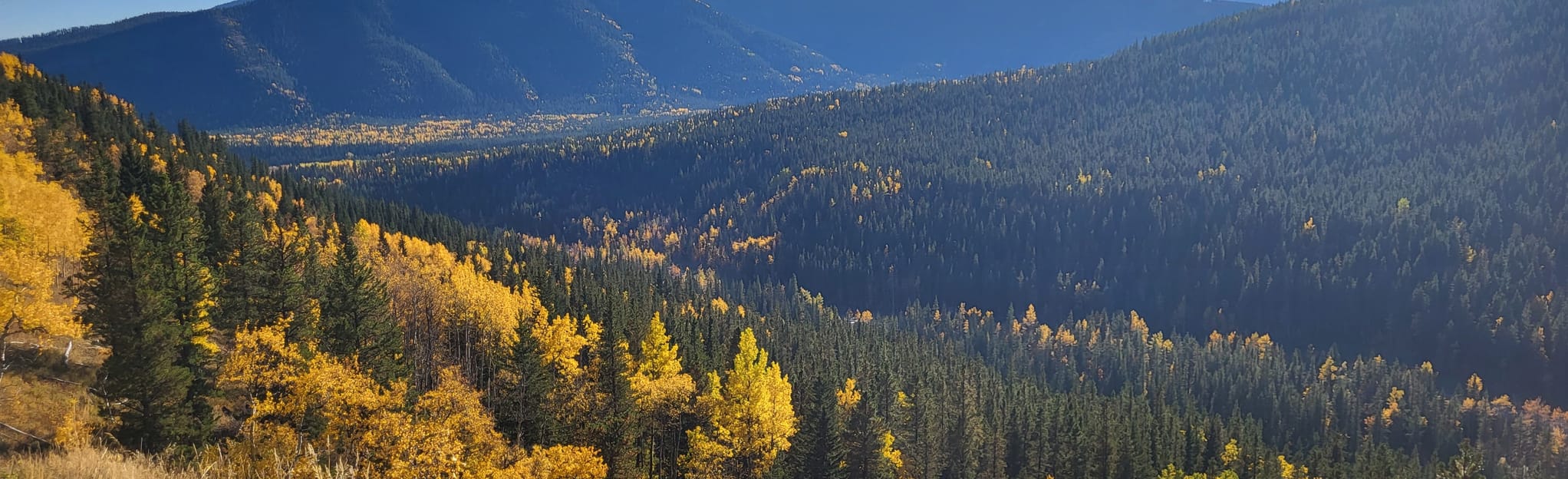 Moose Mountain MTB Loop: 3 Reviews, Map - Alberta, Canada | AllTrails