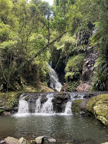 10 Best Hikes and Trails in Lamington National Park | AllTrails