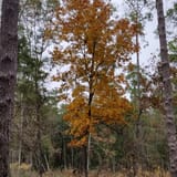 Chehaw Park Full Loop, Georgia - 34 Reviews, Map | AllTrails