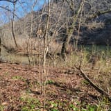 Goat Bluff Trail, Arkansas - 119 Reviews, Map | AllTrails