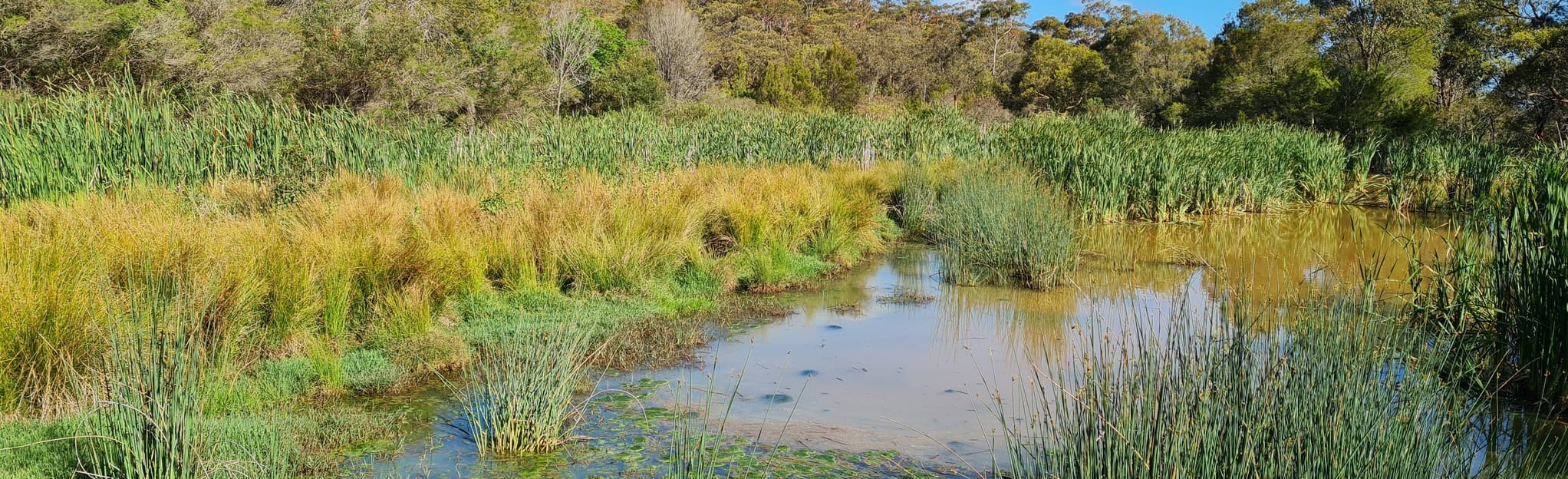 Tree Toppers Tip Trail Short Loop: 13 Reviews, Map - New South Wales ...