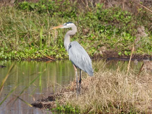 Best Hikes and Trails in TM Goodwin Waterfowl Management Area | AllTrails