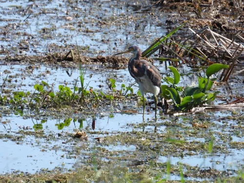 Best Hikes and Trails in TM Goodwin Waterfowl Management Area | AllTrails