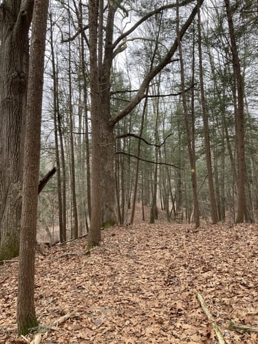 Best Hikes and Trails in Cranberry Mountain Wildlife Management Area ...