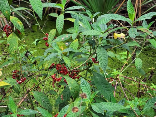 Best Hikes and Trails in Emeralda Marsh Conservation Area | AllTrails