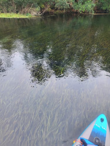 Best Hikes and Trails in Weeki Wachee Springs State Park | AllTrails