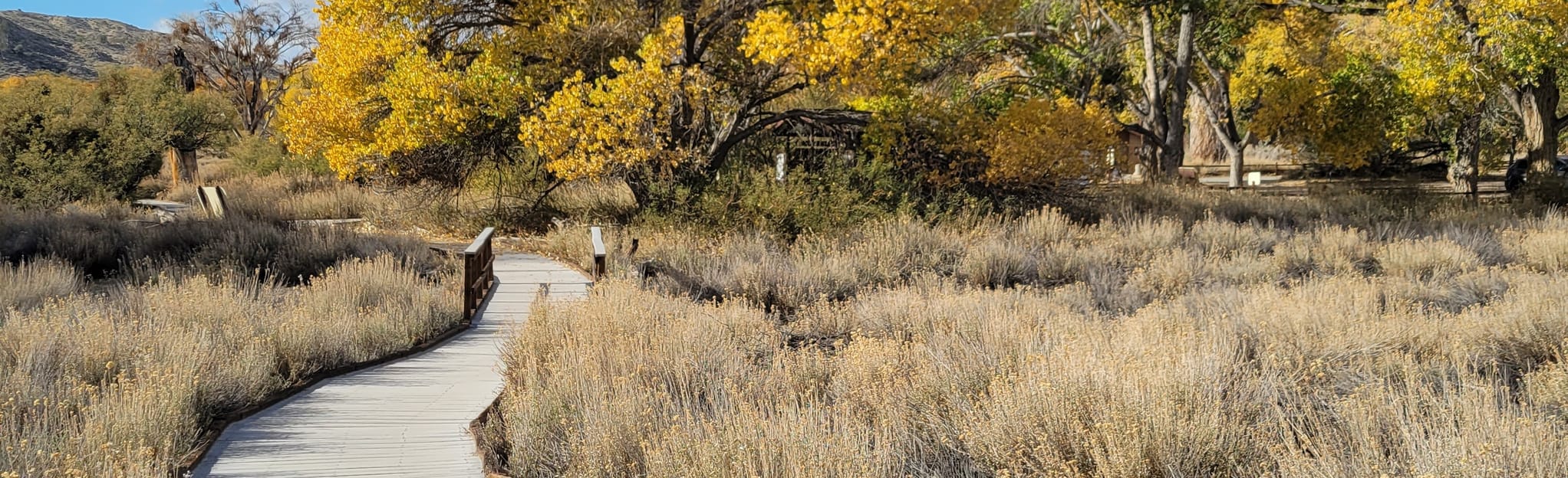 Big Morongo Canyon Trail - California | AllTrails