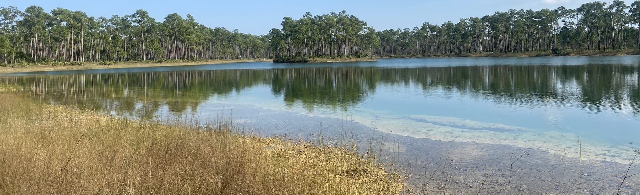 Long Pine Key Trail, Florida - 166 Reviews, Map | AllTrails