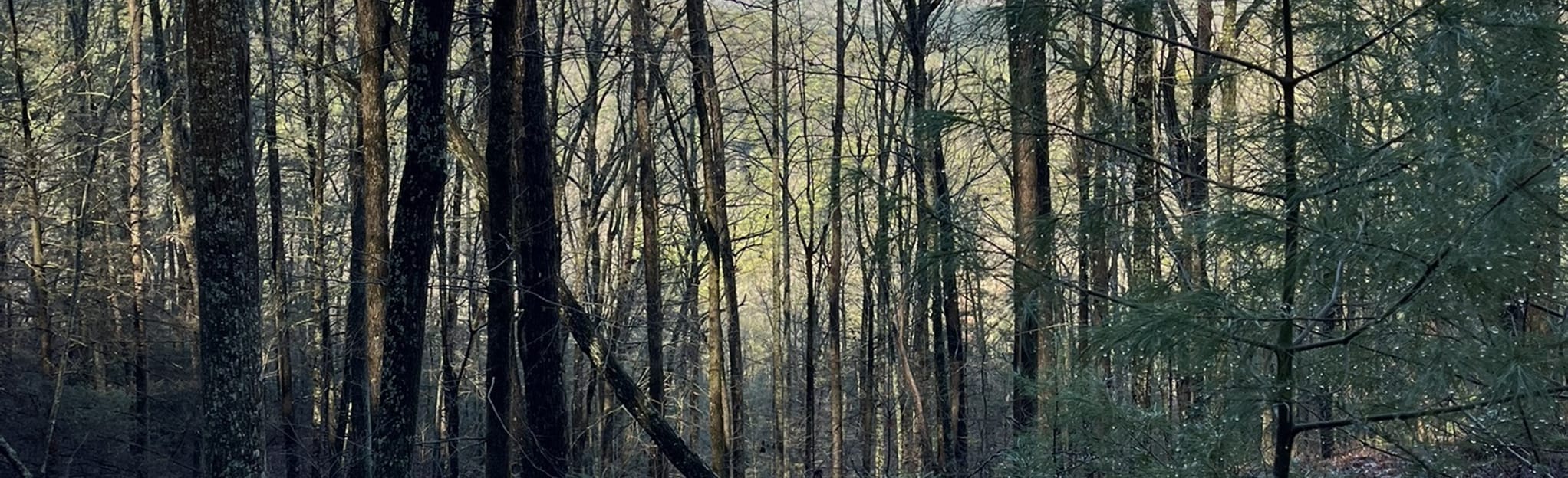 Buck Bald via Unicoi Trail from Joe Brown Highway: 29 Reviews, Map ...