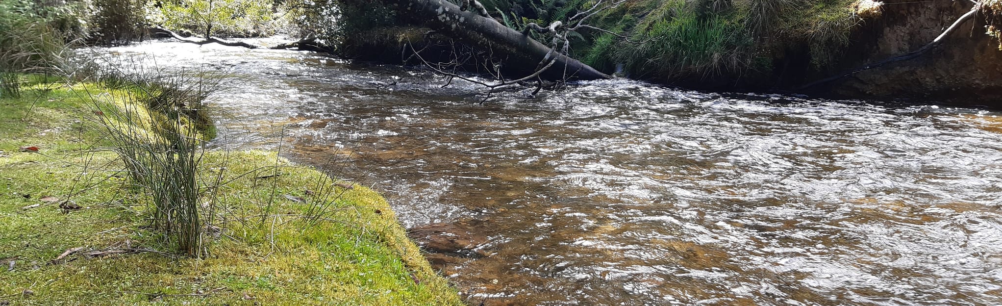 Junee Cave Track, Tasmania, Australia - 71 Reviews, Map | AllTrails