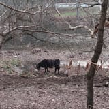 Chessie Nature Trail, Virginia - 338 Reviews, Map | AllTrails