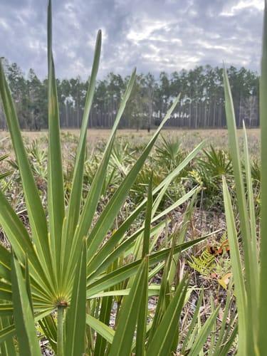 Best Hikes and Trails in Wakulla State Forest | AllTrails