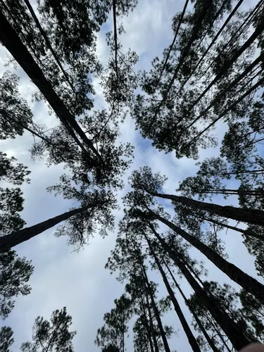 Best Hikes and Trails in Wakulla State Forest | AllTrails