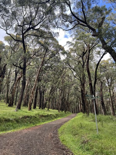 2023 Best Wild Flowers Trails in Upper Ferntree Gully | AllTrails