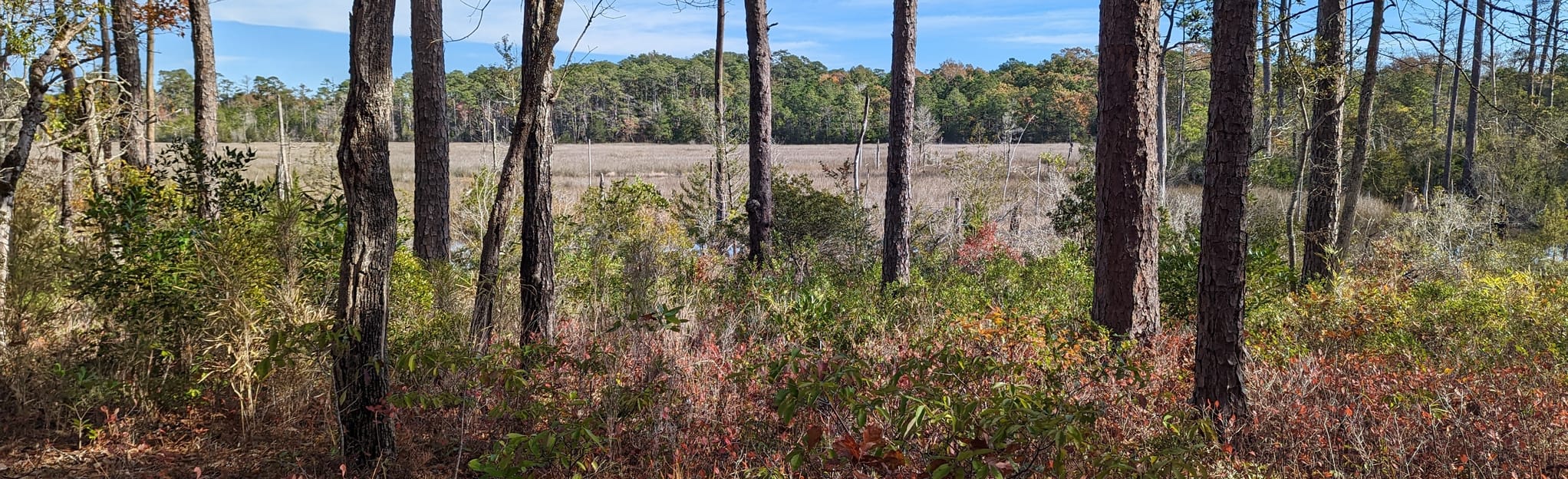 Neusiok Trail: 82 Reviews, Map - North Carolina | AllTrails