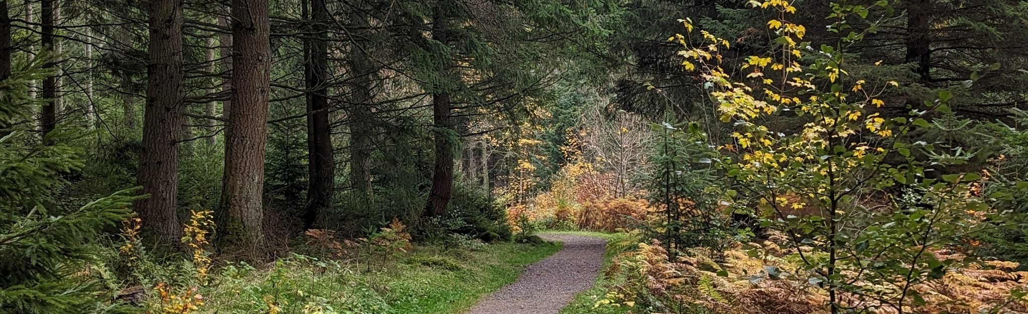 Torryvald Trail, Perth and Kinross, Scotland - 3 Reviews, Map | AllTrails