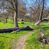 Tom Macmichael Senior Trail, California - 204 Reviews, Map | AllTrails