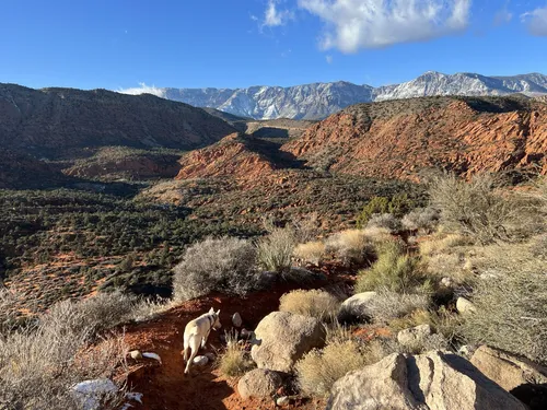 10 Best Hikes and Trails in Dixie National Forest | AllTrails