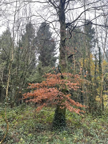 Best Hikes and Trails in Donadea Forest Park | AllTrails