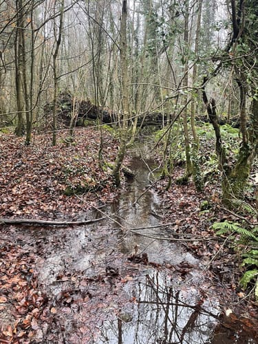 Best Hikes and Trails in Donadea Forest Park | AllTrails