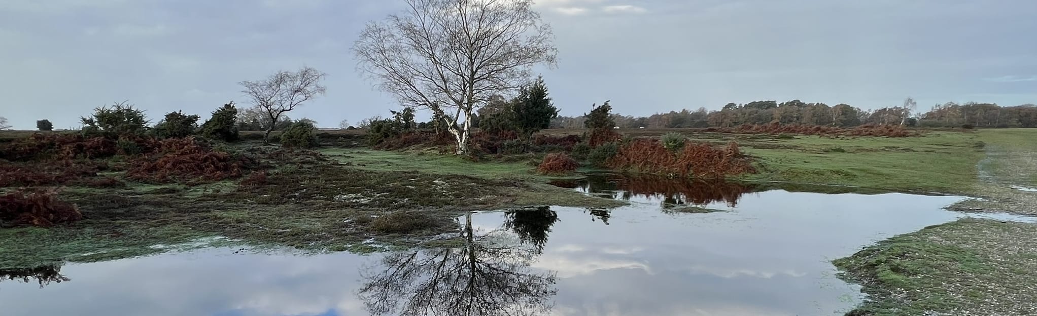 Nomansland and Bramble Hill Circular: 52 Reviews, Map - Hampshire ...