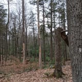 Pine Swamp Loop, New York - 1,050 Reviews, Map | AllTrails