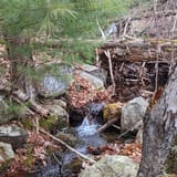 Pine Swamp Loop, New York - 1,050 Reviews, Map | AllTrails