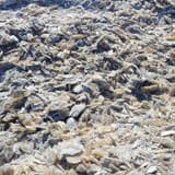 Lake Lucero Path, New Mexico - 7 Reviews, Map | AllTrails