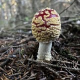 Blacklock Point Trail, Oregon - 334 Reviews, Map | AllTrails