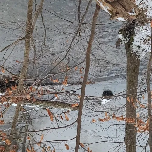 Best Hikes and Trails in Fawn River Nature Preserve | AllTrails