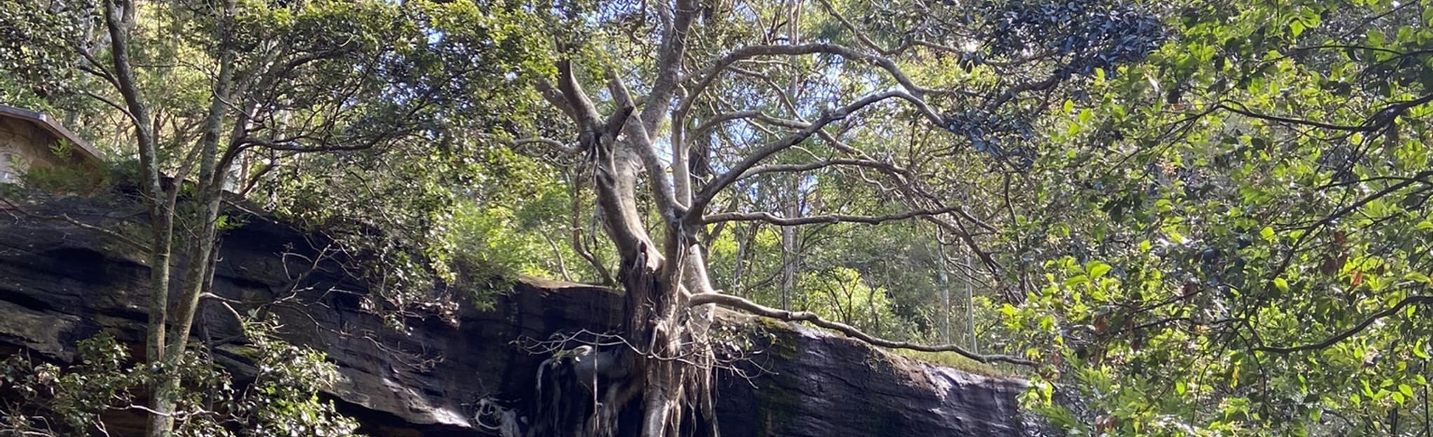 Cooper Park Walk: 50 Reviews, Map - New South Wales, Australia | AllTrails