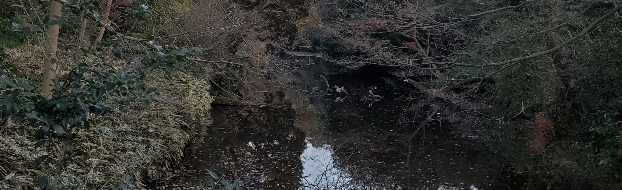 Meiji Jingu Shrine | Map, Guide - Tokyo, Japan | AllTrails