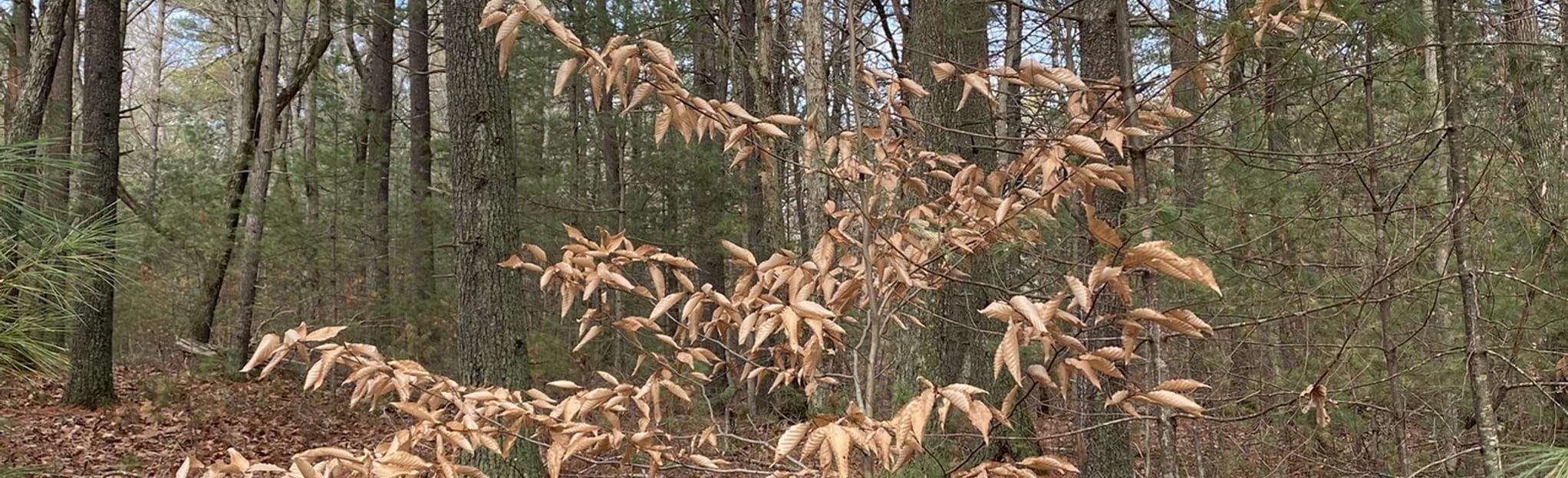 Beaver Pond via Alt Reservation Trail, Massachusetts - 27 Reviews, Map ...