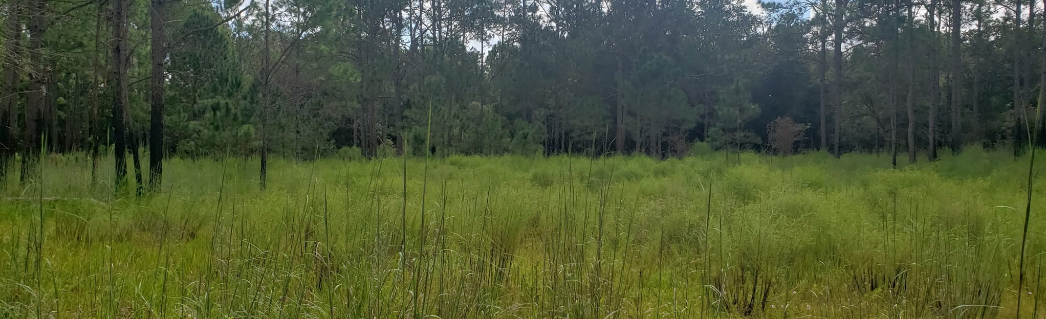 Croom Bike Trail 5 and 7, Florida - 22 Reviews, Map | AllTrails