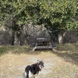 Black Phoebe Trail, California - 40 Reviews, Map | AllTrails