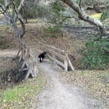 Black Phoebe Trail, California - 40 Reviews, Map | AllTrails