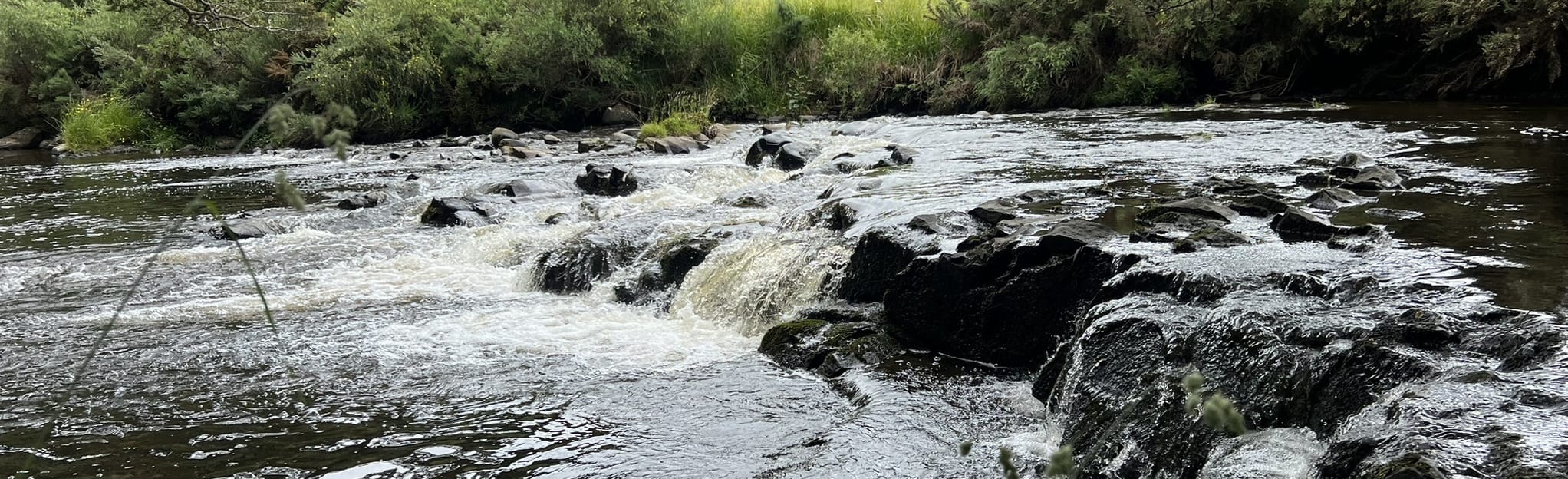 Catlins River Track North, Otago, New Zealand - 10 Reviews, Map | AllTrails